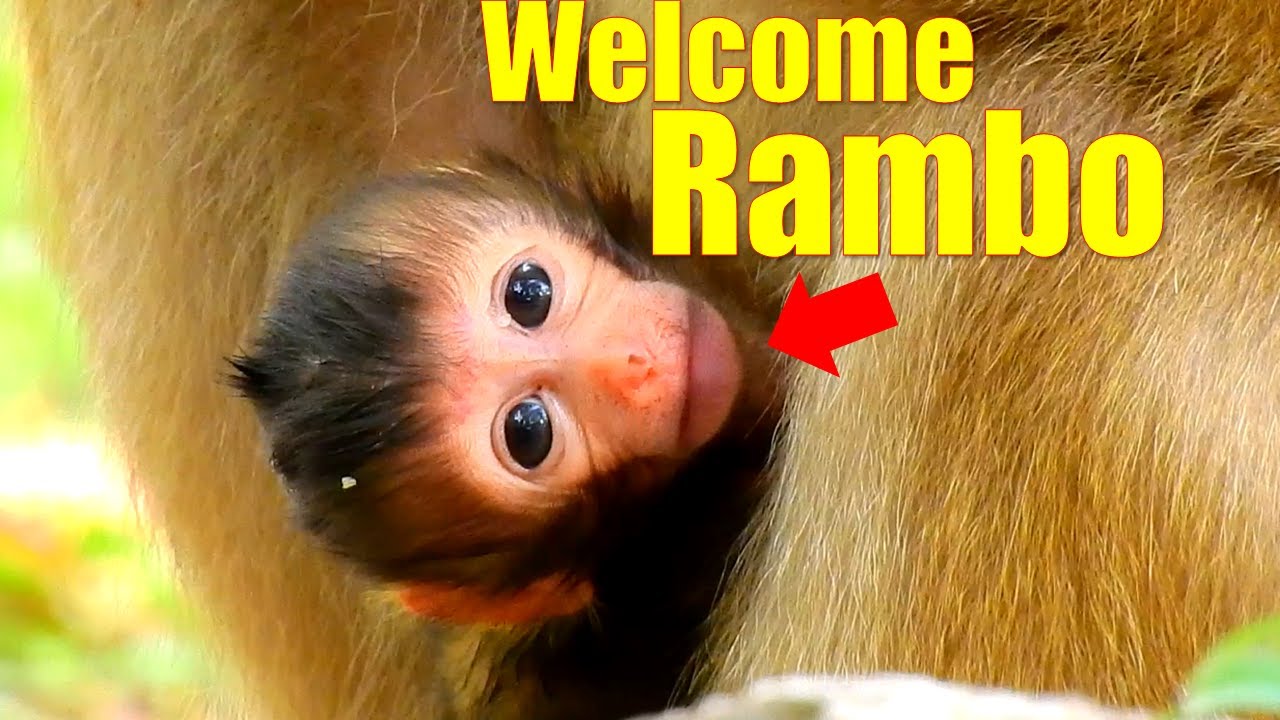 Welcome to the newborn, Bravo for newborn Rambo, Rose feeling so happy ...