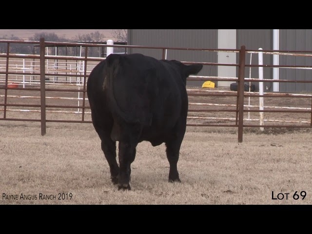 Payne Angus Ranch