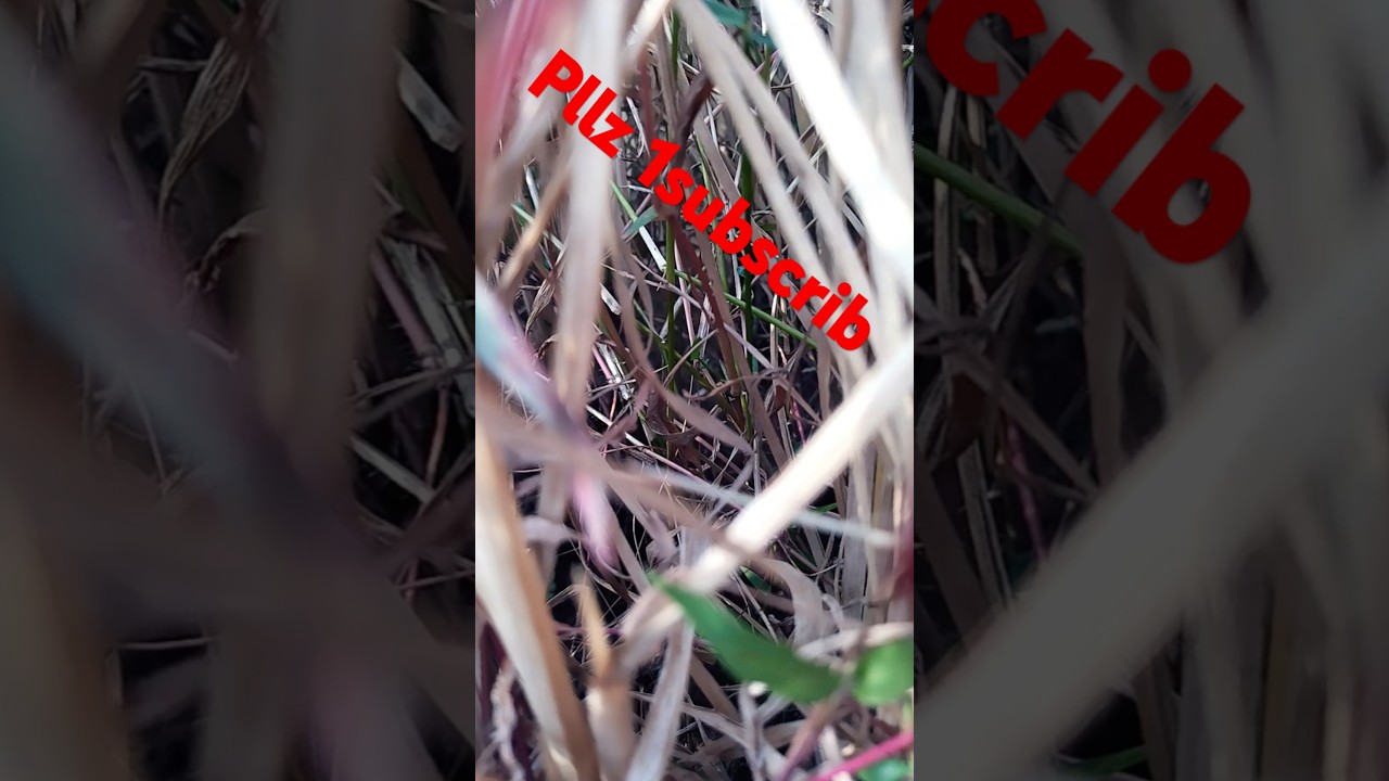 December 9, 2024 - YouTube