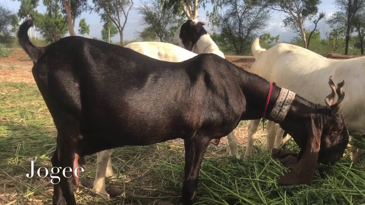 Giant Kamori goats || pure kamori goats - YouTube