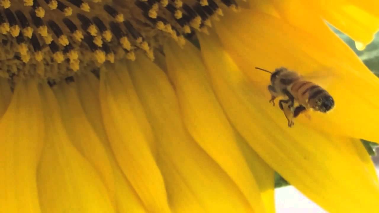 Honey bee transfers pollen to her baskets during flight - YouTube