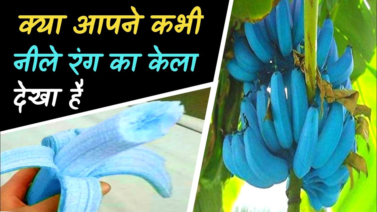 Blue java banana | blue java kela | नीला जवा केला | नीले रंग के केले ...