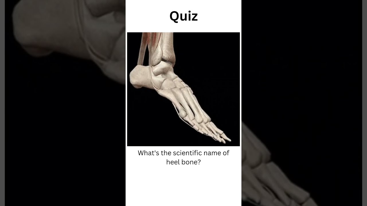 what Is The Scientific Name Of Heel Bone heel skeleton bones anatomy what Is The Scientific Name Of Heel Bone heel skeleton bones anatomy
