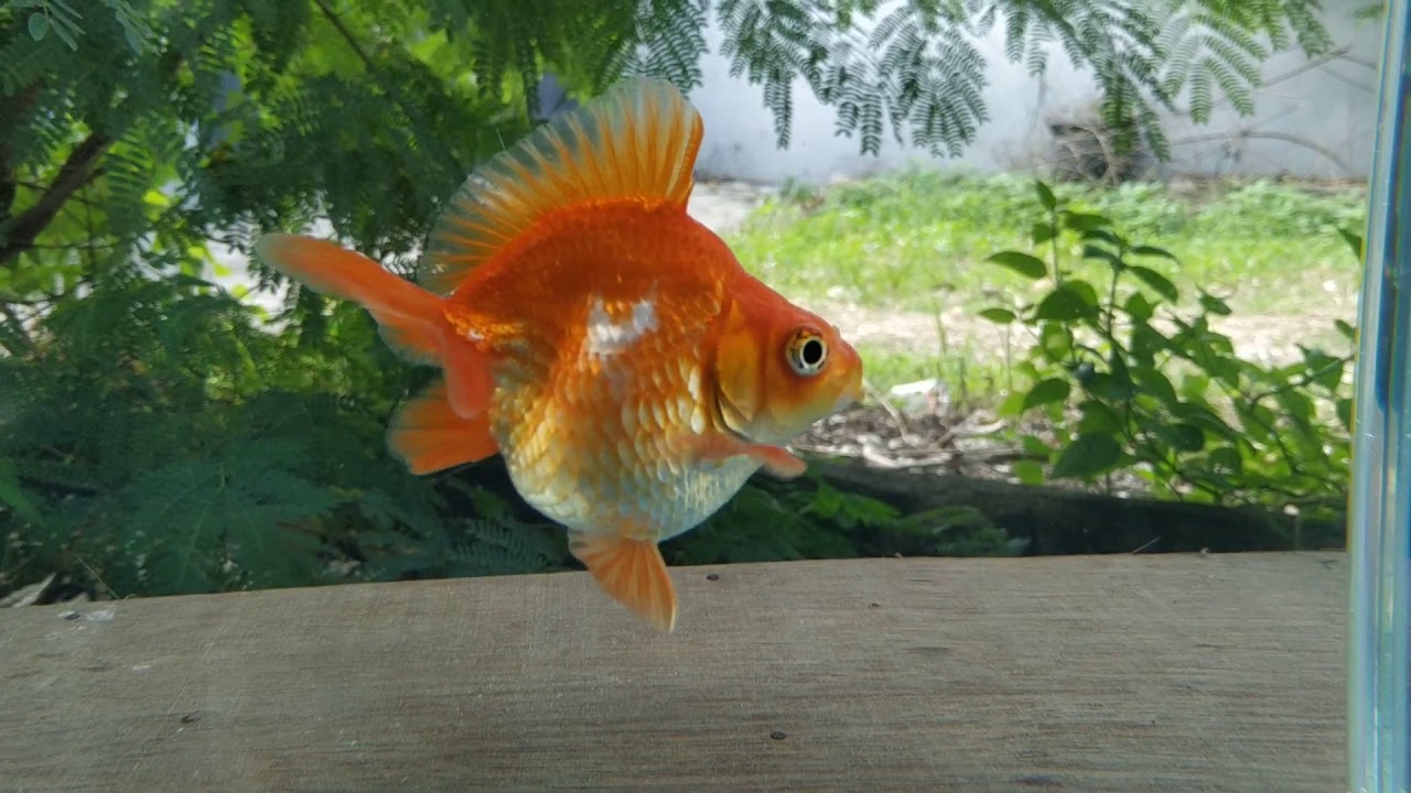 Ikan Mas Koki Ikan Hias Ikan Ryukin 10-12 cm #2 Aquascape IKANESIA ...