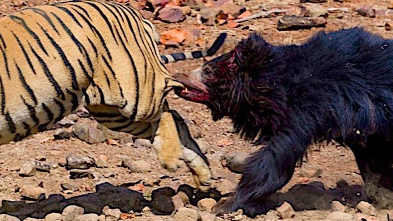 10 Most Epic Wild Animal Fights Caught on Camera - Predators in action ...