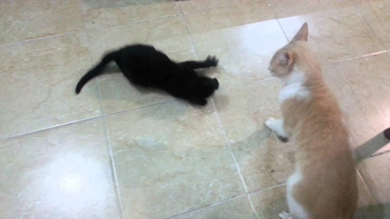 Gatos peleando 2 - YouTube