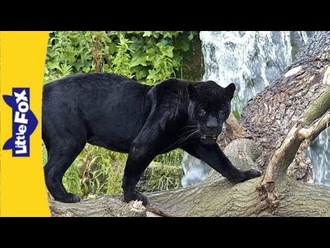 meet the animals 107: black panther - YouTube