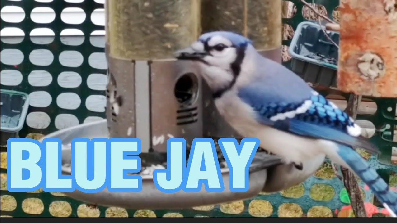 Blue Jay - YouTube