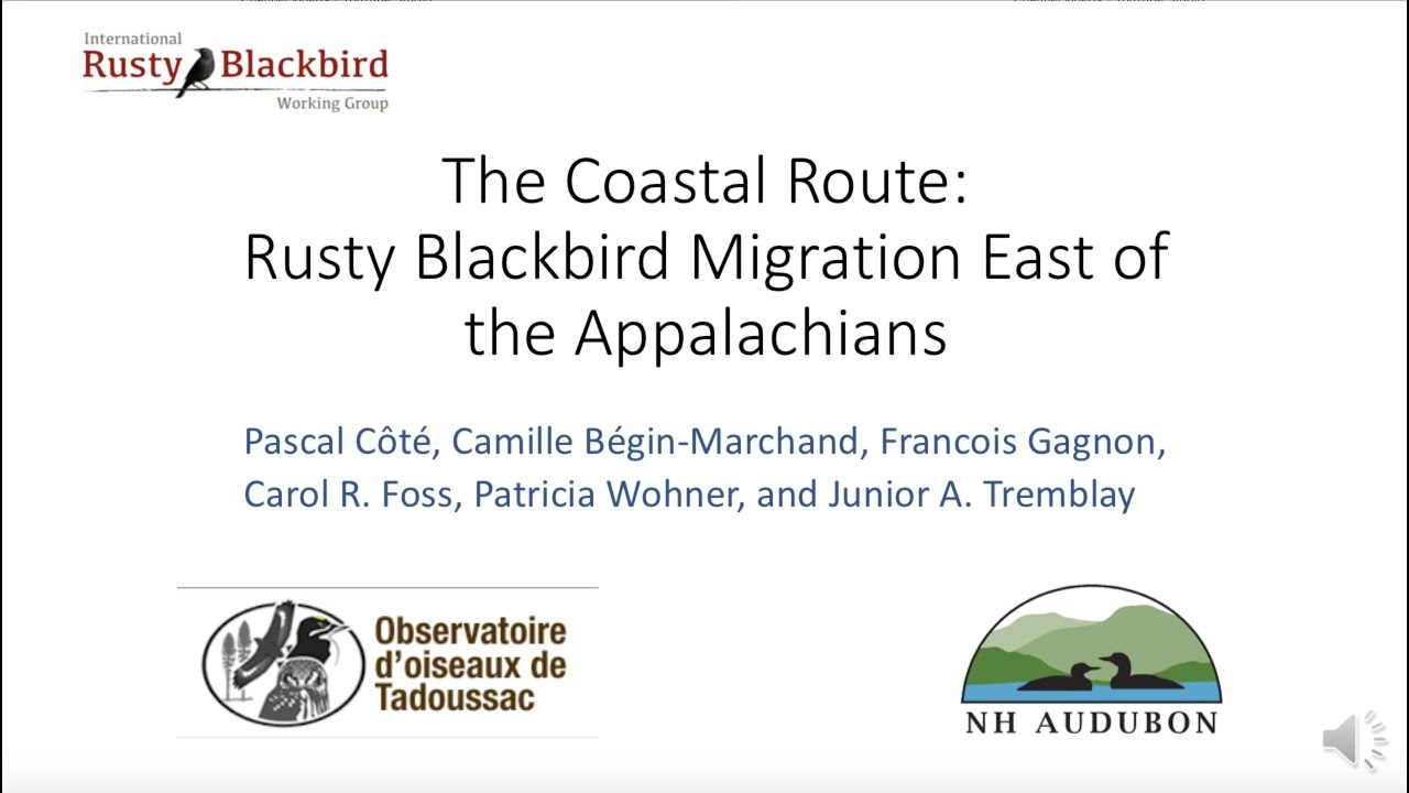 The Coastal Route: Rusty Blackbird Migration East of the Appalachians ...