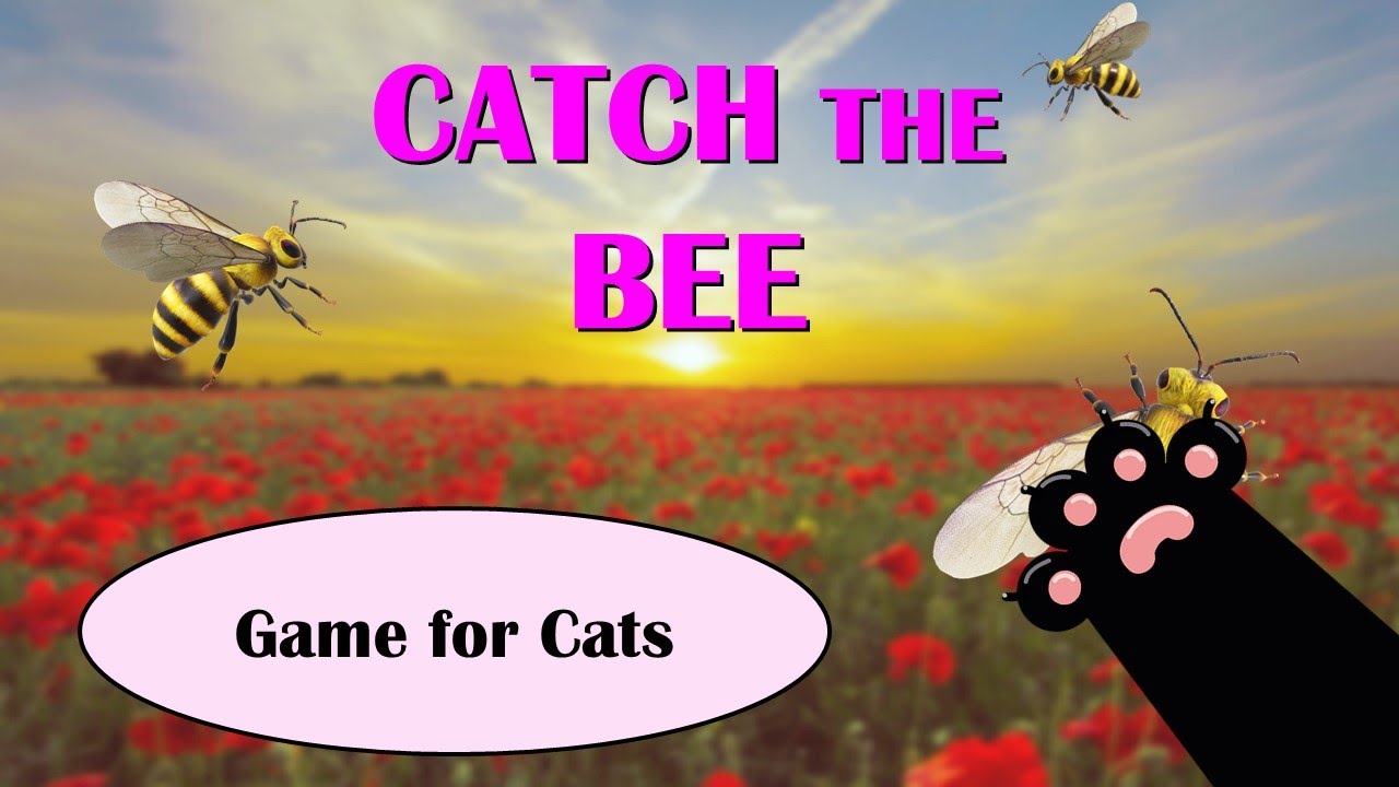 GAME FOR CATS - Catch the BEE - YouTube