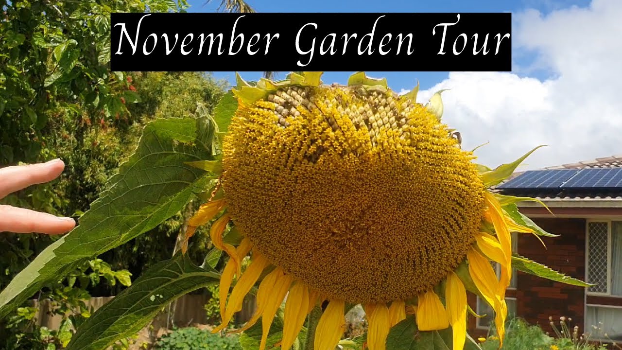 November Garden Tour - YouTube