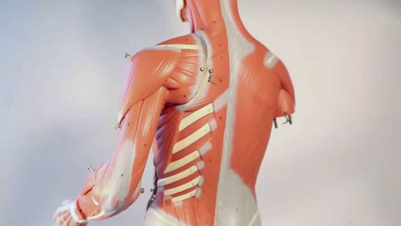 Muscles That Move The Pectoral Girdle YouTube muscles-that-move-the-pectoral-girdle-youtube