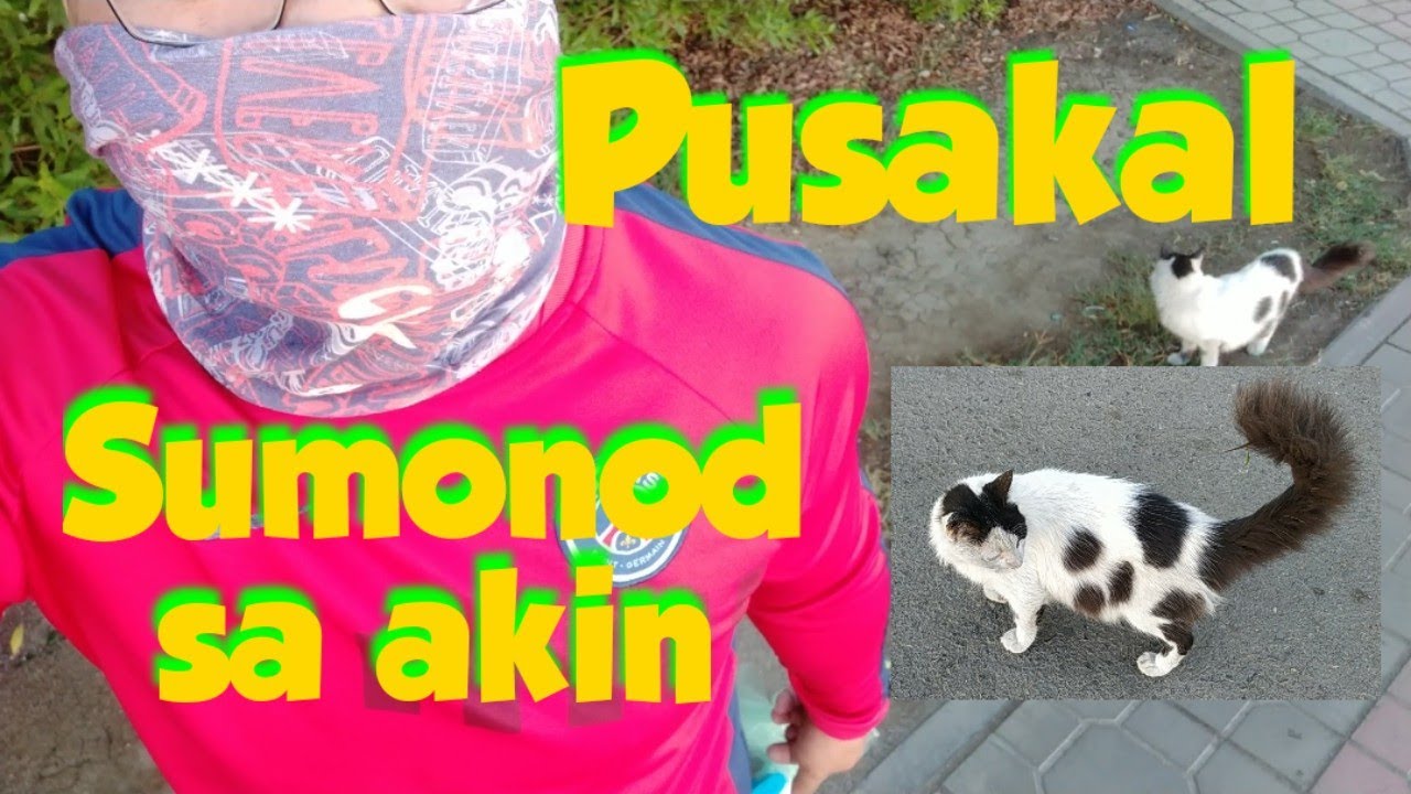 Pusakal following me🏃🏃🐅🐈🐆😹😹😹 - YouTube