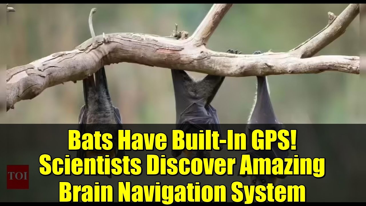 Bats Have Built-In GPS! Scientists Discover Amazing Brain Navigation ...