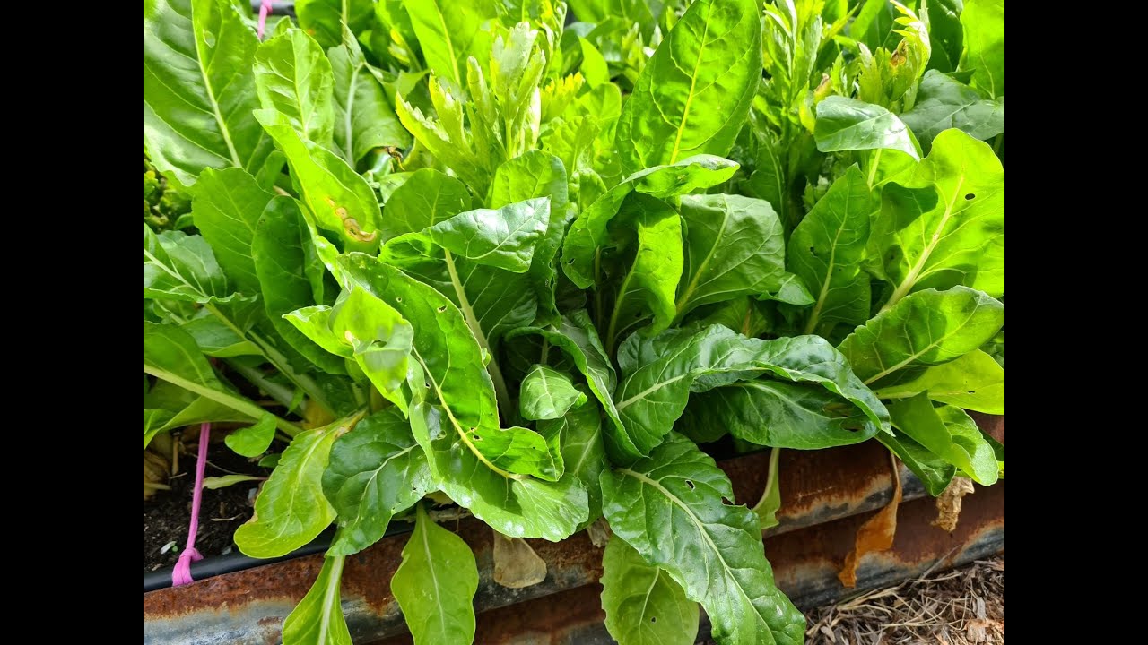 How to transplanting silver beet - YouTube