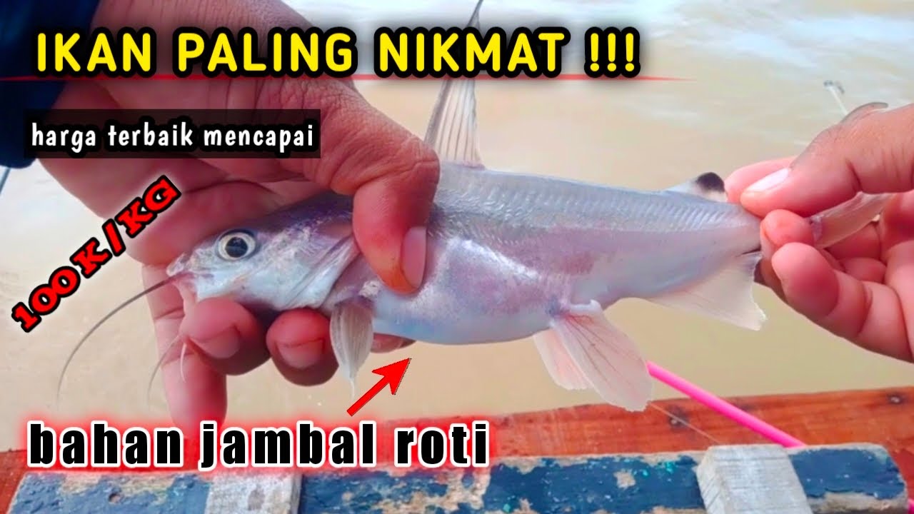 Mancing bagan ⁉️belum tentu dapet ikan seharga 100k, soalnya cuma ada ...