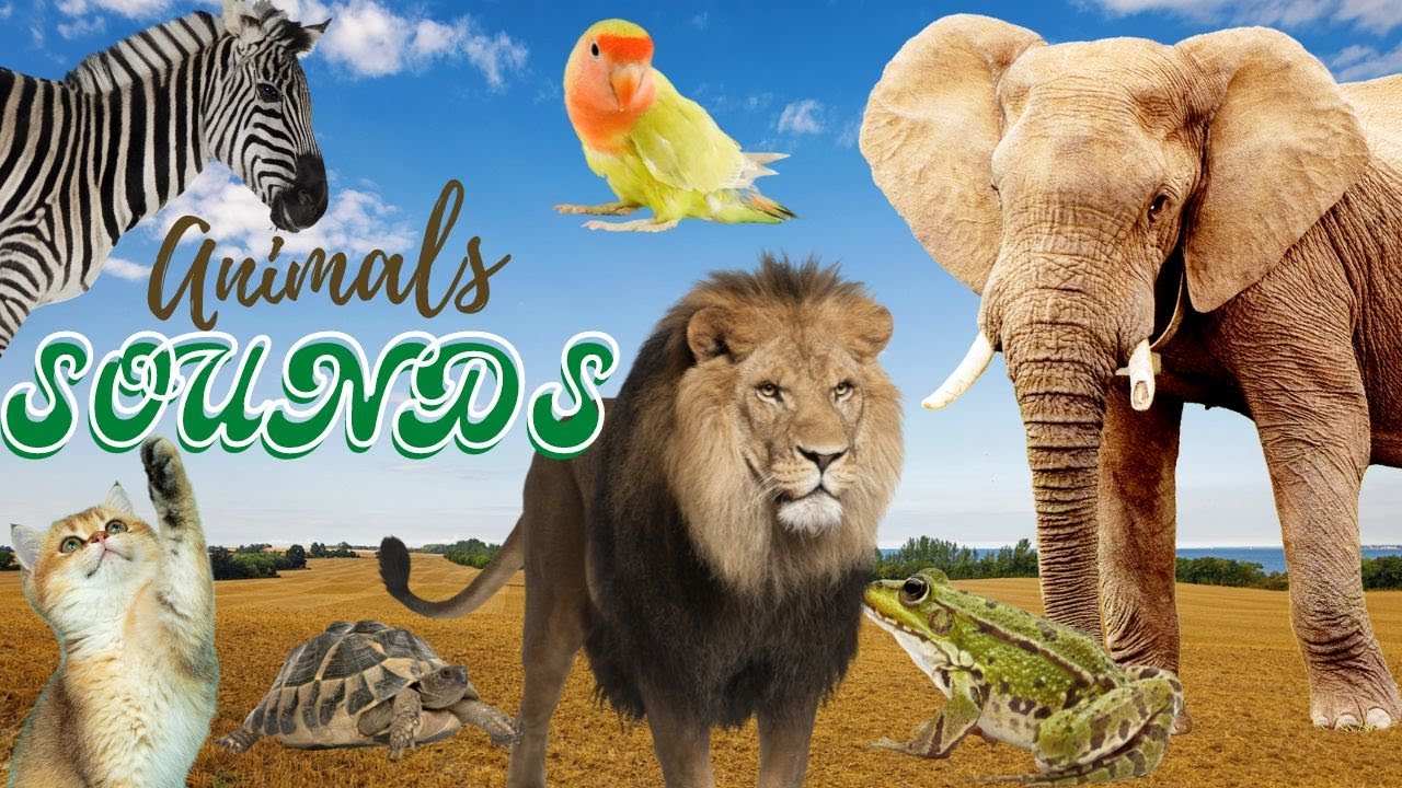 Various ANIMAL SOUNDS found in nature - zebra, lion, parrots, frog ...