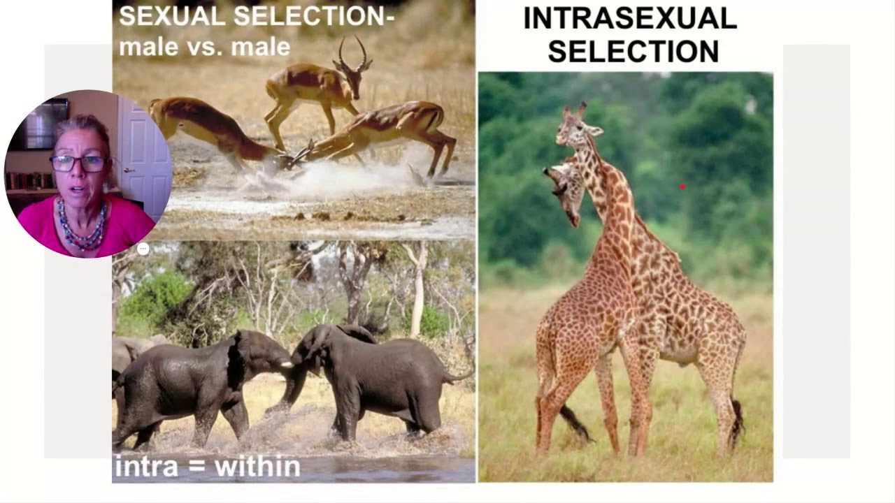 HBio Ch 32 Part 2 Presentation Behavior Behavioral Ecology, Mating ...