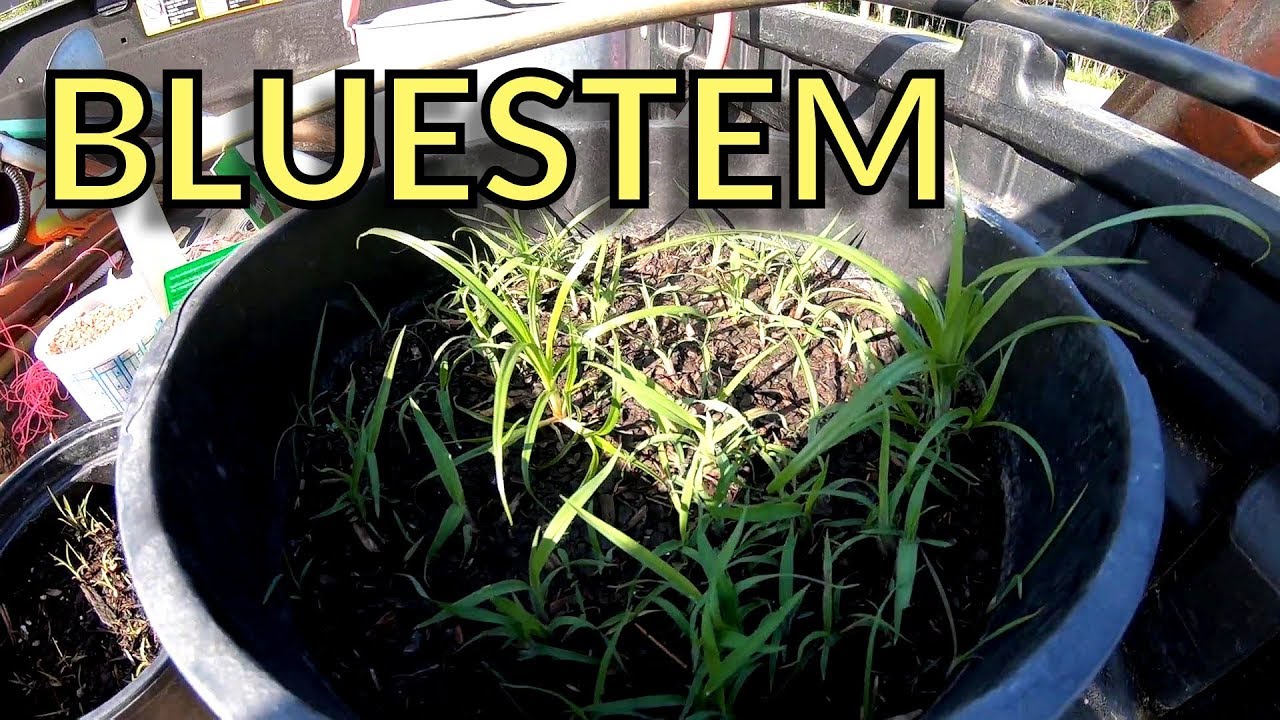 Planting Little Bluestem Prairie Grass Identification Samples - YouTube