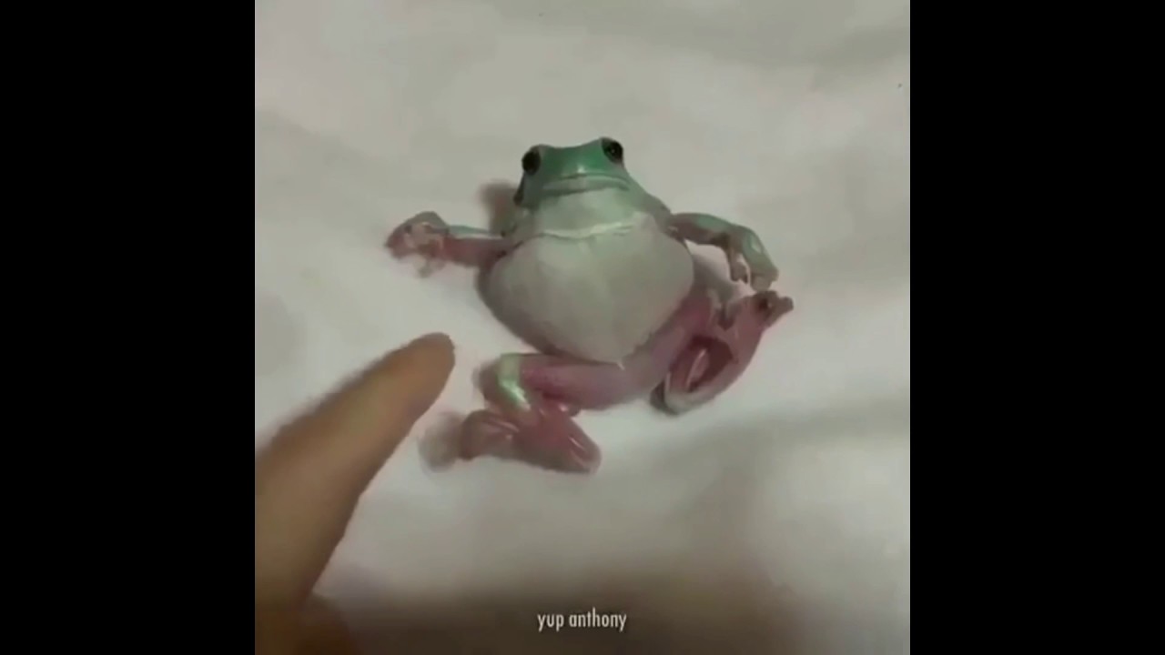 Frog Slaps Hand, Dat Boi Frog, MUST WATCH, *Rare* - YouTube