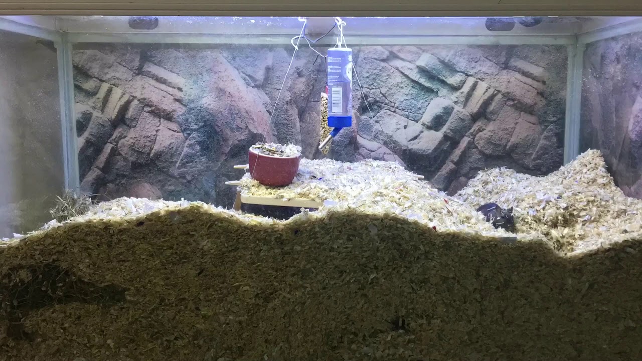 Gerbil Antics: Digging Time Lapse 16th April 2016 - YouTube
