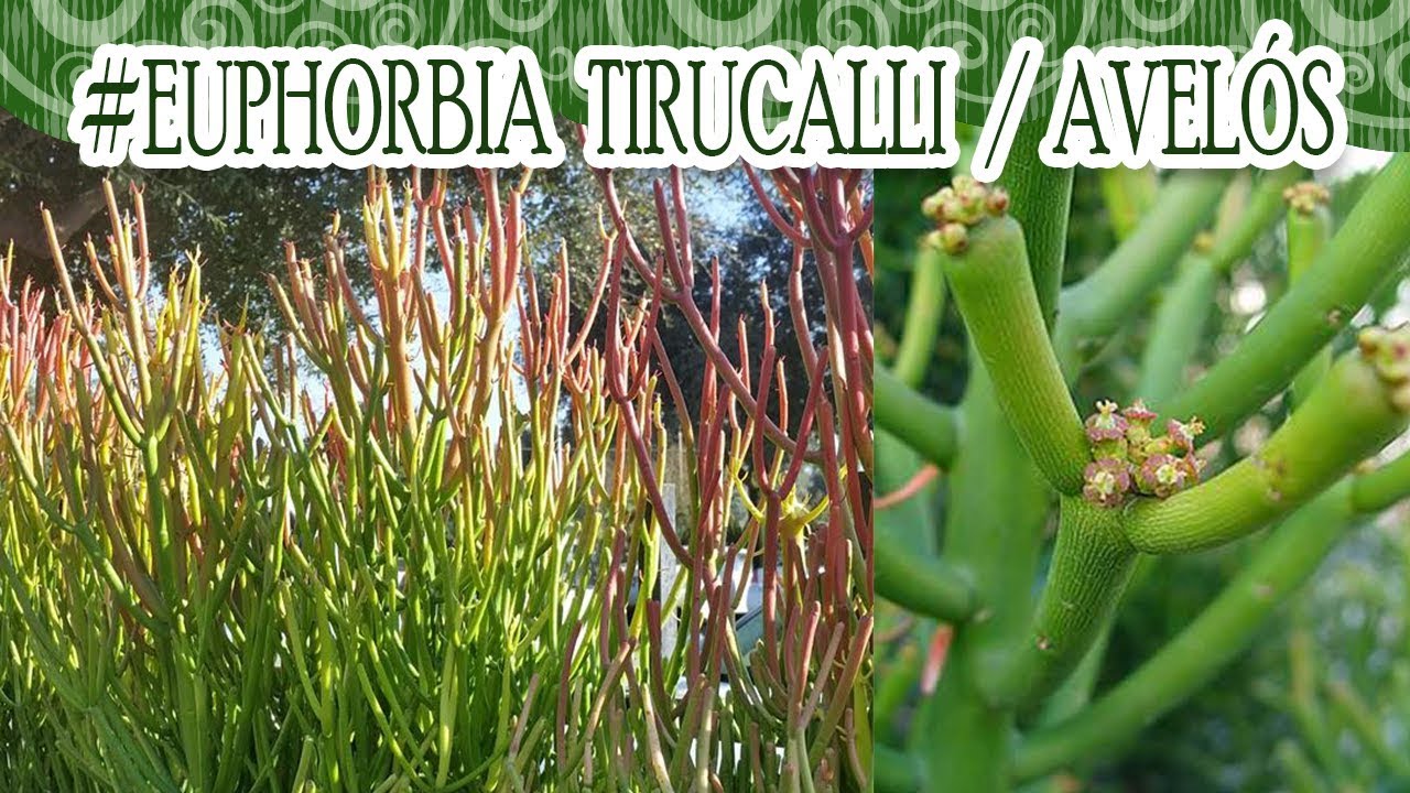 #Suculentadodia! | Euphorbia Tirucalli / Avelós - YouTube