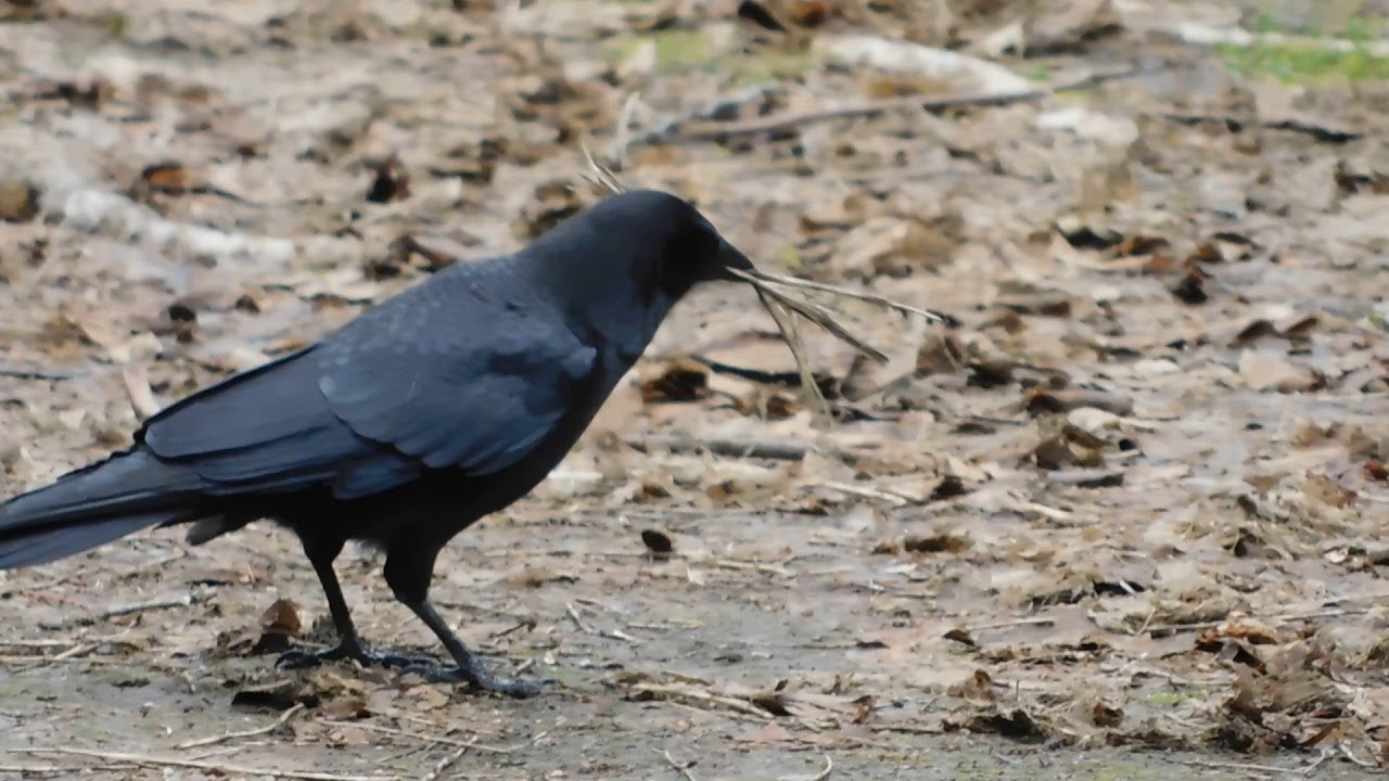 Sticks & Crows - YouTube