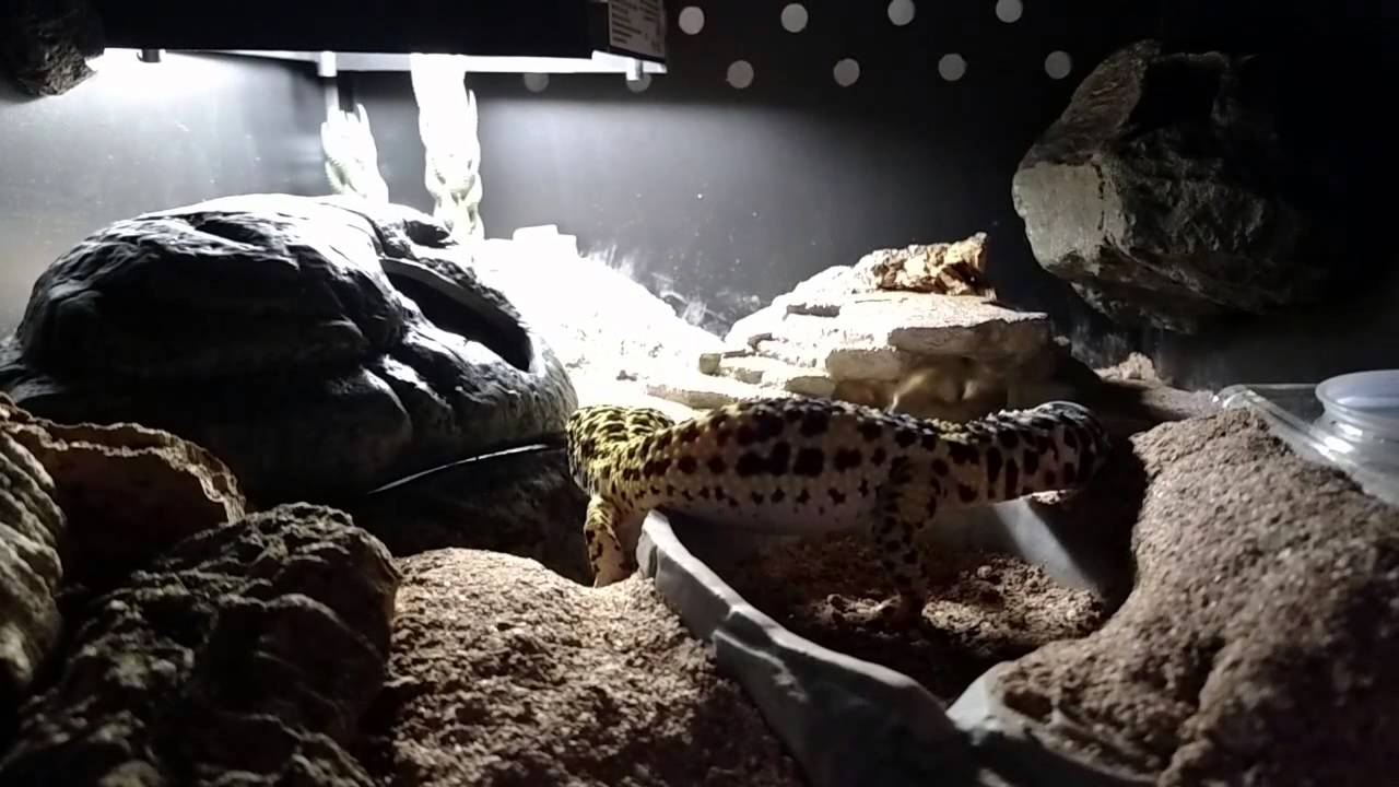 Leopard gecko explores bioactive desert enclosure - YouTube