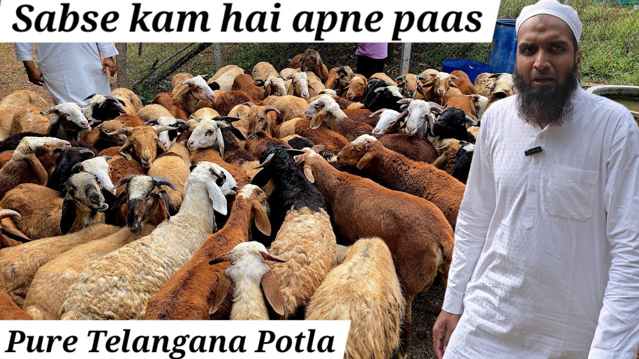 Pure Telangana potla sheep's available in moinabad Hyderabad | Sabse ...