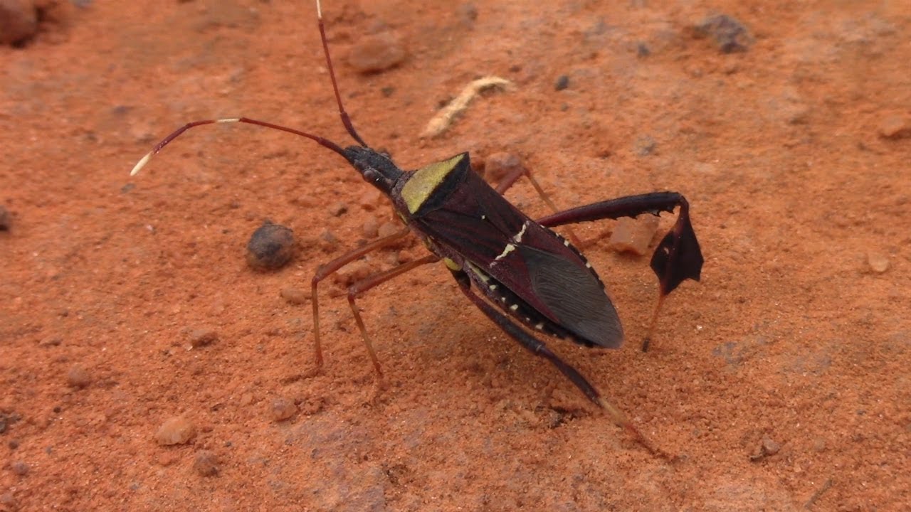 Inseto da Goiaba - YouTube