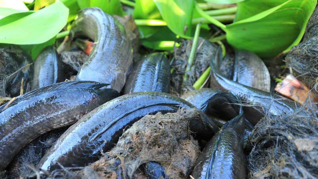 Incredible I Founding Lot Fish Hide Under Water Hyacinth Plant After ...
