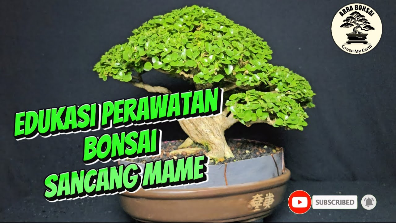 Edukasi Perawatan Bonsai Sancang Size mini/Mame #sancangbonsai - YouTube