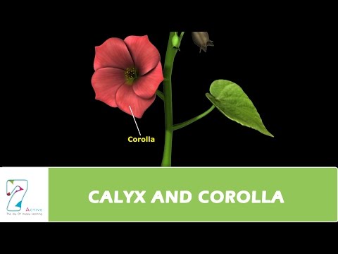 What Is Calyx In Botany