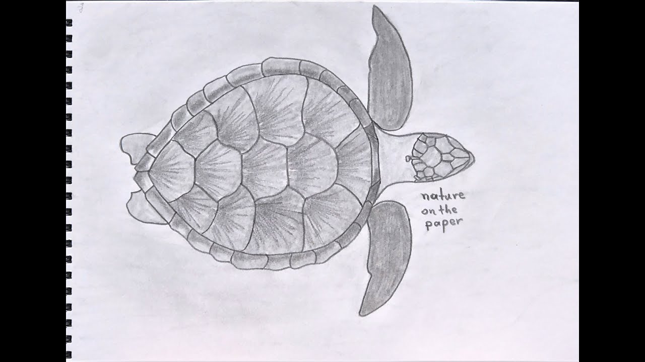 HOW TO DRAW TURTLE/ GREEN TURTLE/MYDAS/ΠΩΣ ΝΑ ΖΩΓΡΑΦΙΣΩ ΜΙΑ ΧΕΛΩΝΑ ...