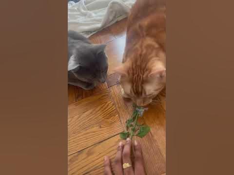 Cat fights over catnip plants - YouTube