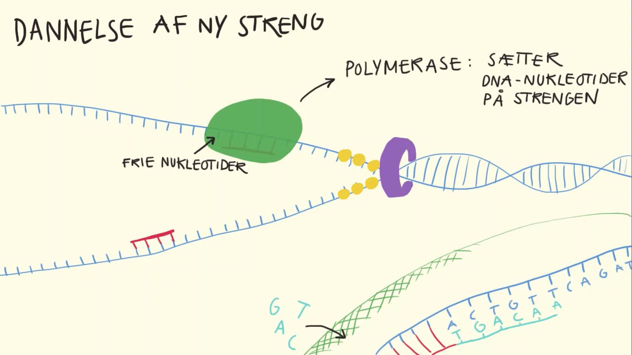 Genetik og molekylærbiologi - DNA Replikation | Biotech Academy - YouTube