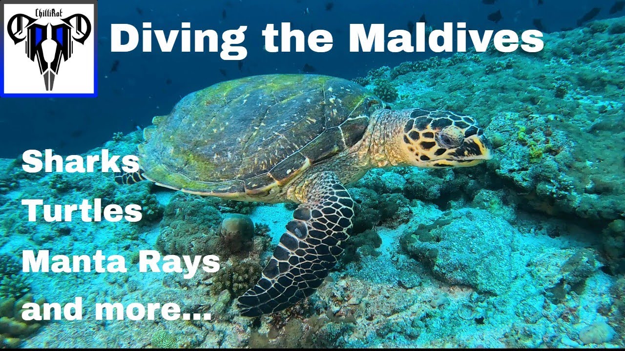 Diving the Central Maldives - January 2025 - YouTube