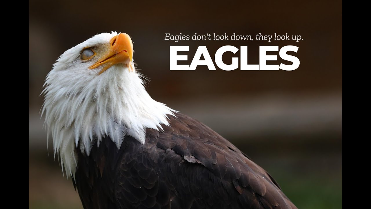 🦅 Majestic Eagle Calls: Powerful Eagle Sounds & Screeches for Nature ...