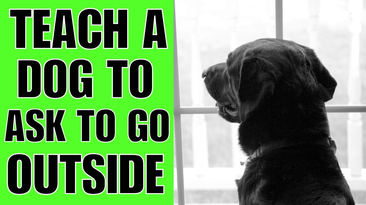 How To TEACH A Dog To Ask To Go Outside (EASY) - YouTube