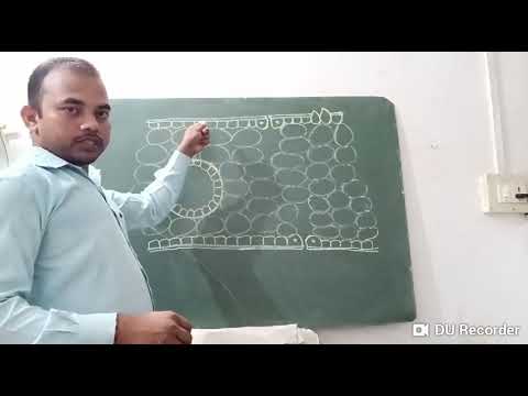 Anatomy of isobilateral leaf - YouTube