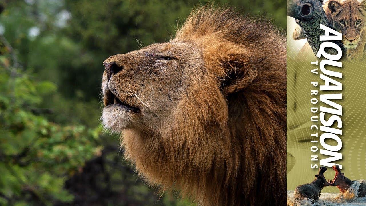 Powerful Roar Of A Majestic Wild African Male Lion | 4K UltraHD Stock ...