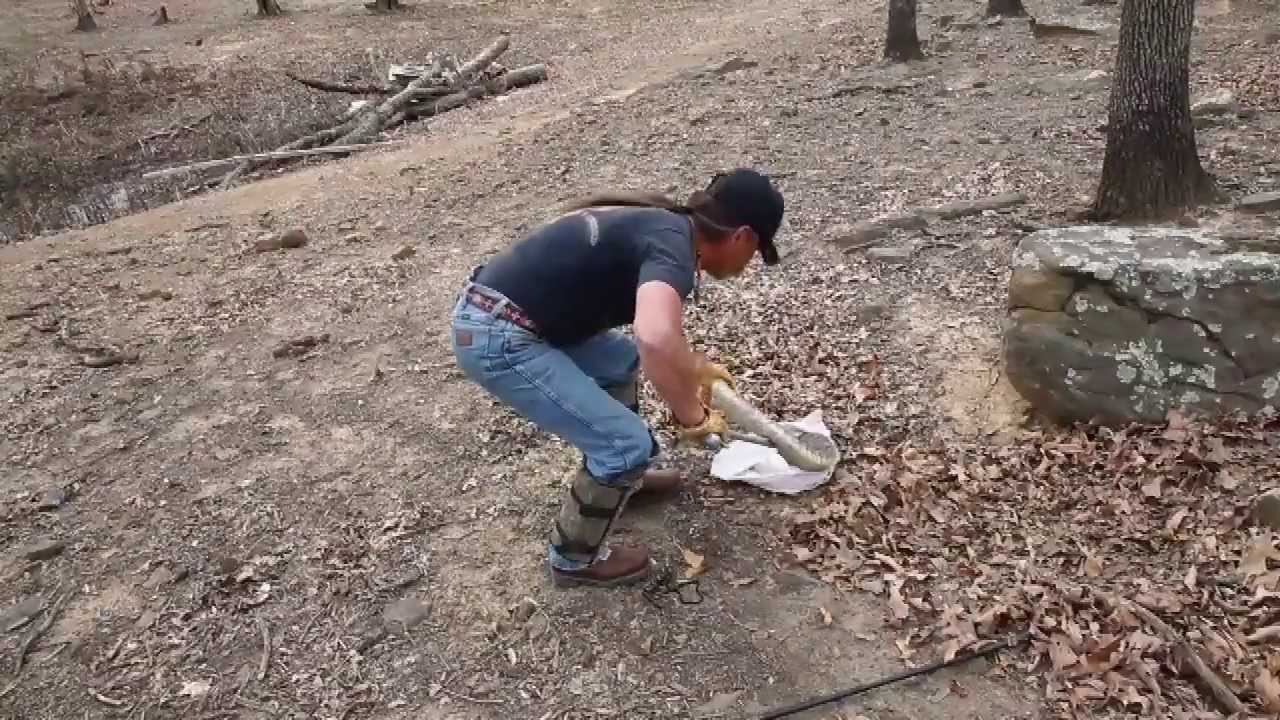 Catching 6-foot Rattlesnake - YouTube