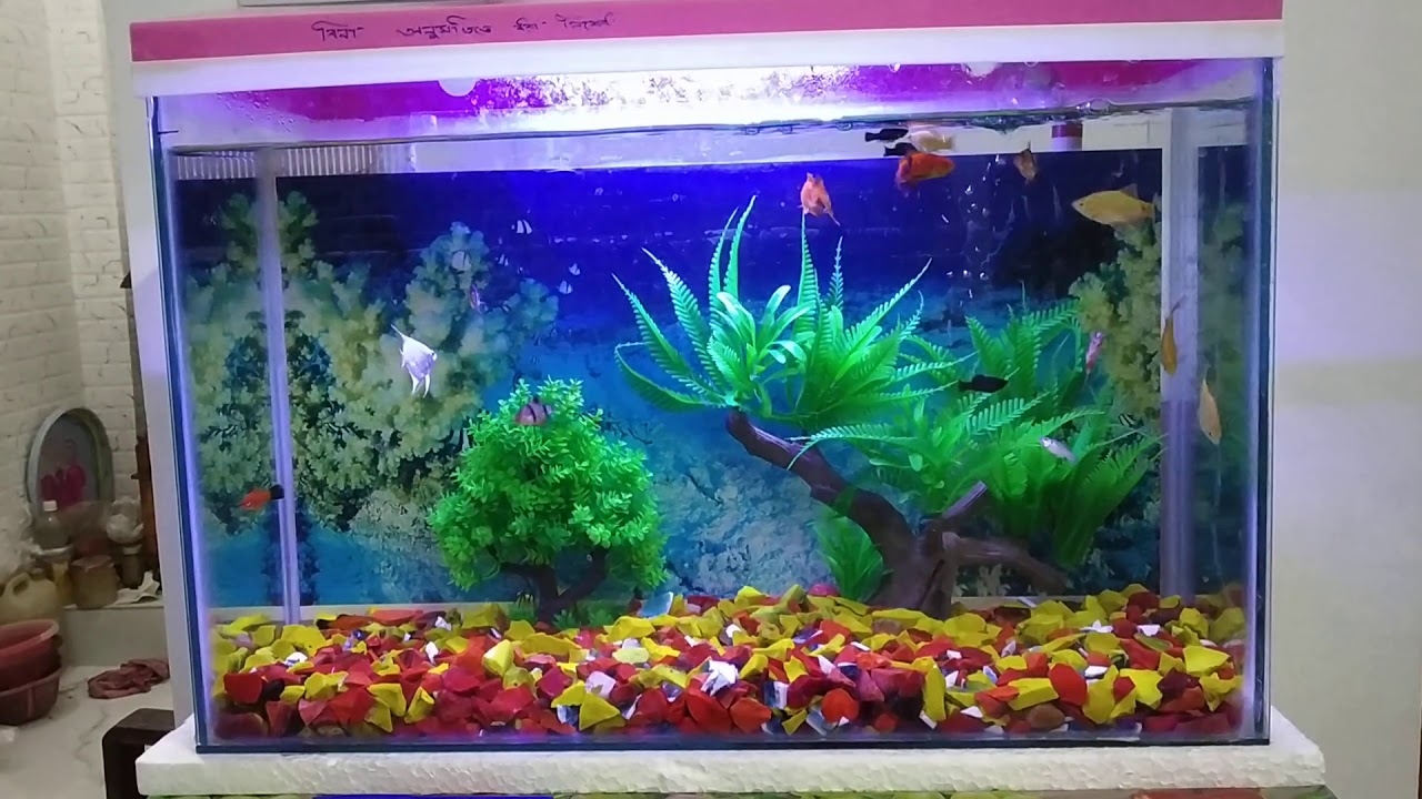 My aquarium - YouTube
