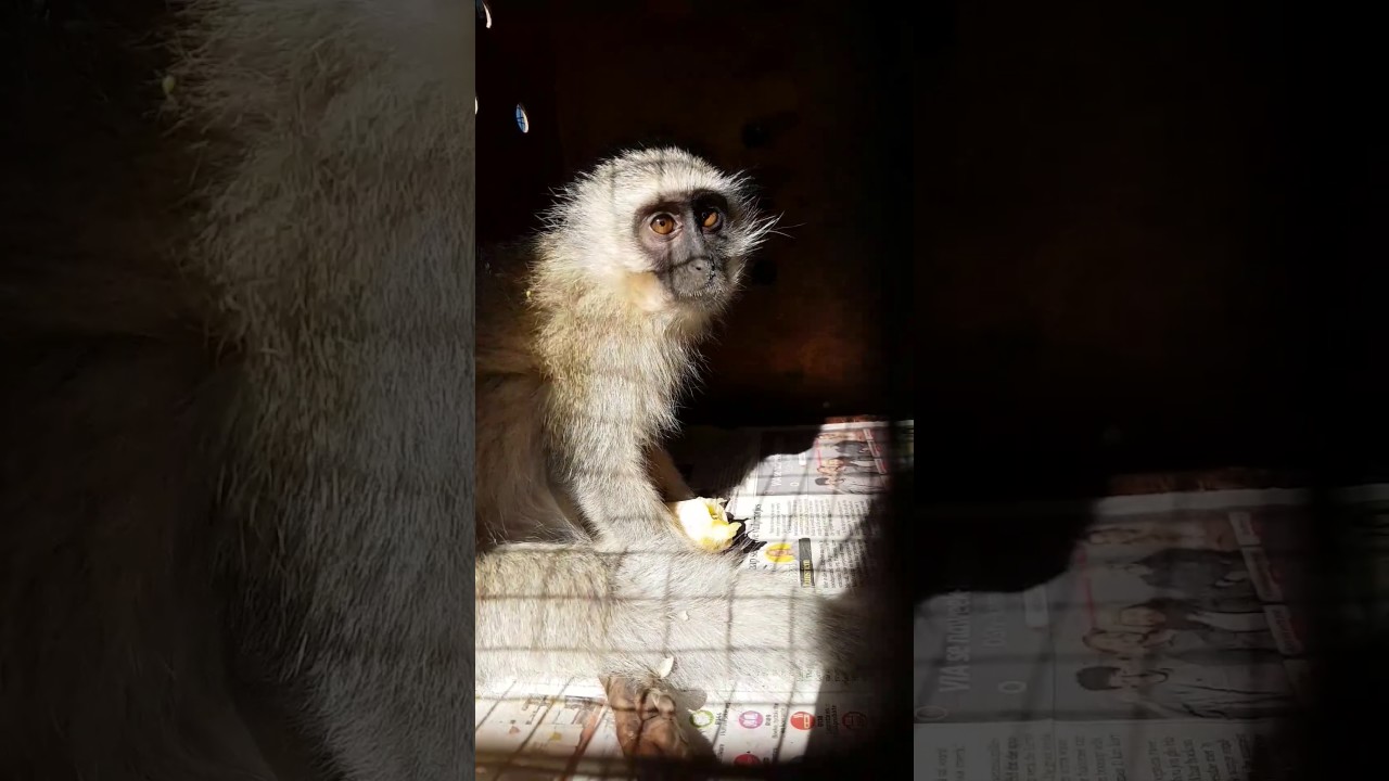 Injured 1 year old rescued by Monkey Helpline. - YouTube