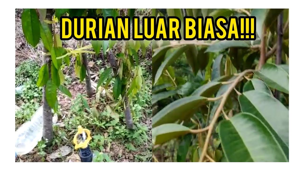 WOW!!! LUAS BIASA DURIAN INI!!! (Part 1) MUSANG KING DURI HITAM UDANG ...