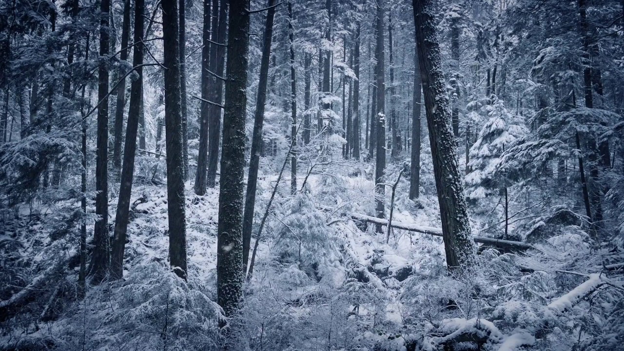 3 HOURS of Blizzard Storm Sounds & Relaxing Snowfall Beautiful Falling ...