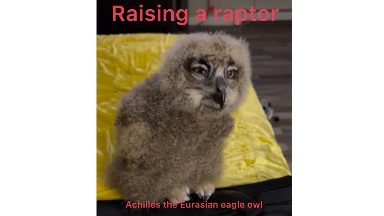 EP: 3 Achilles is now 5 weeks old , he’s learning new things and ...