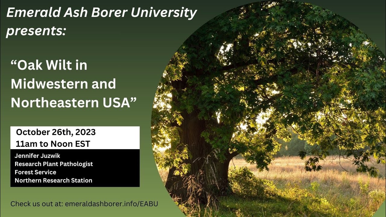 Oak Wilt in the Midwestern and Northeastern USA - YouTube
