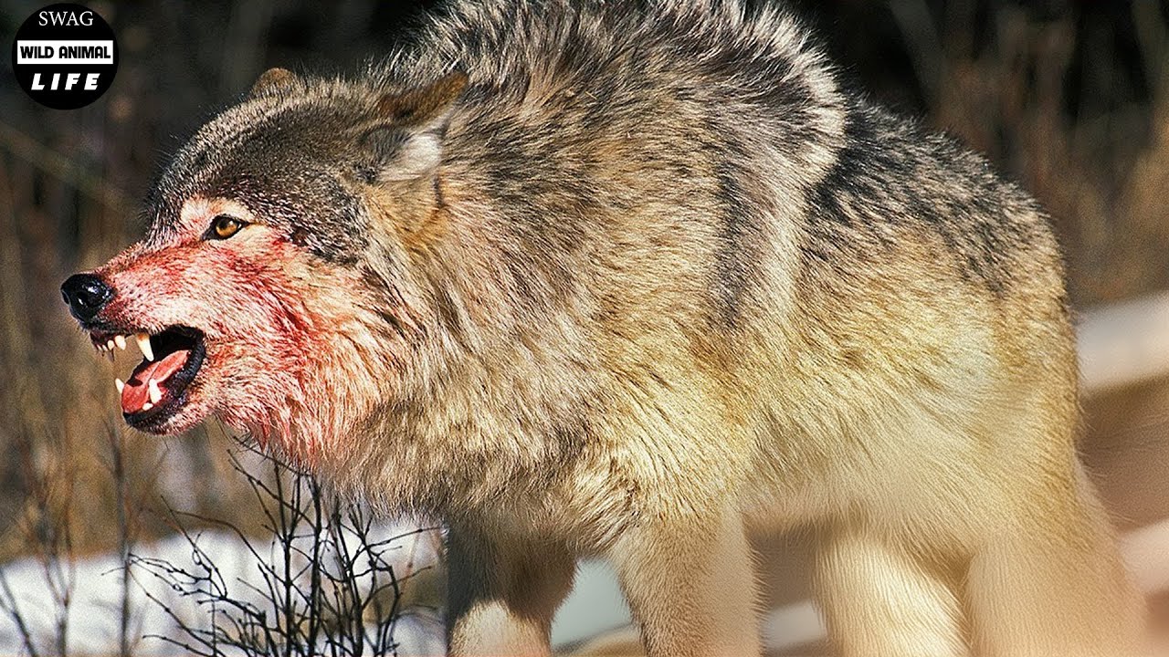 15 Chaotic Battles As Animals Invade Wolves' Territory | Animal Fight ...