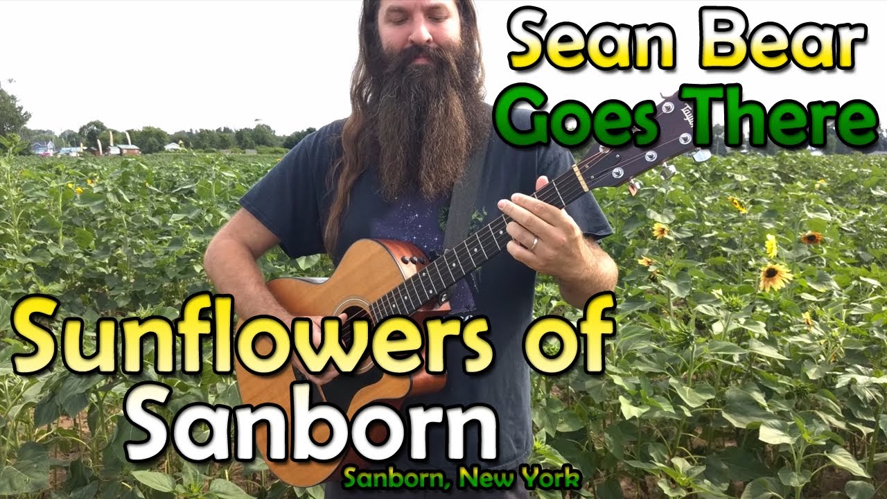 Sunflowers of Sanborn, New York | Sean Bear Goes There | So Many Suns | Featuring the Apple ...